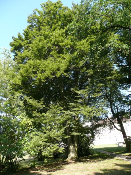 myicon Fagus sylvatica 'Laciniata', Schlitzblättrige Rotbuche